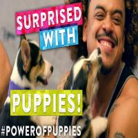The Power Of Puppies To Create Fun - Big Geek Daddy