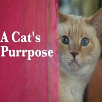 A Cat's Purpose Explained - Big Geek Daddy