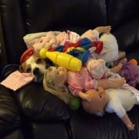 Charlie The Dog Gets Toys - Big Geek Daddy