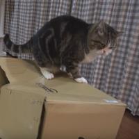 Maru The Cat Needs A Stronger Box - Big Geek Daddy