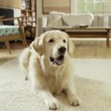 Penguins Being Penguins