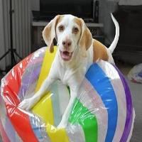 Maymo The Dog - Big Geek Daddy