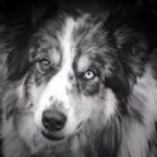 Eulogy of the Dog - Big Geek Daddy