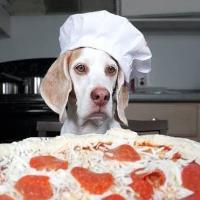 Making Pizza With A Dog - Big Geek Daddy