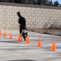 The Balance And Agility Of Jumpy The Dog - Big Geek Daddy