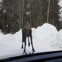 Moose Vs. Car - Big Geek Daddy