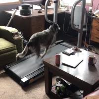 Fast Pets - Big Geek Daddy