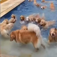 Golden Retrievers Pool Party - Big Geek Daddy