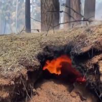 Underground Forest Fires - Big Geek Daddy