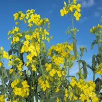 Yellow Fields In Denmark - Big Geek Daddy