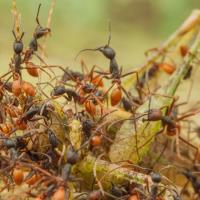 True Facts About Army Ants - Big Geek Daddy
