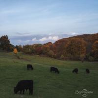 Autumn In Denmark - Big Geek Daddy