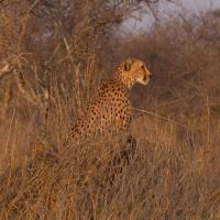 Five Baby Cheetahs - Big Geek Daddy