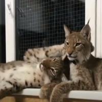 Two Rescued Lynxes - Big Geek Daddy