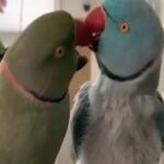 Funny Talking Animals