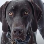 Oogy The Dog - Big Geek Daddy