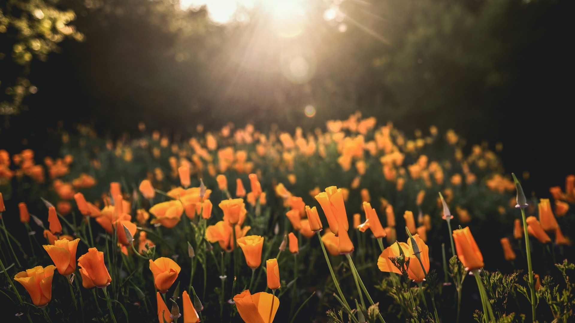 Photo Of The Day - Beautiful and Interesting Photo