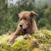 Tribute To Cocoa - Big Geek Daddy